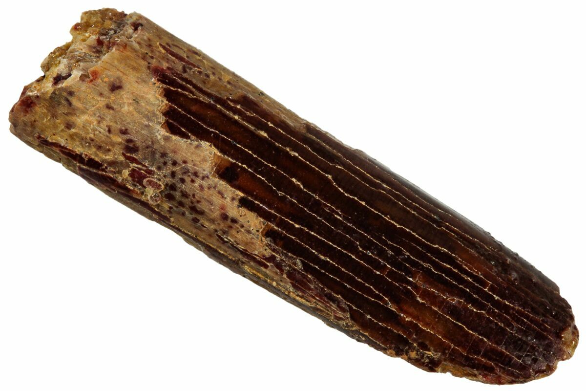 .87" Fossil Sauropod Dinosaur (Rebbachisaurus) Tooth - Morocco (#298658 ...