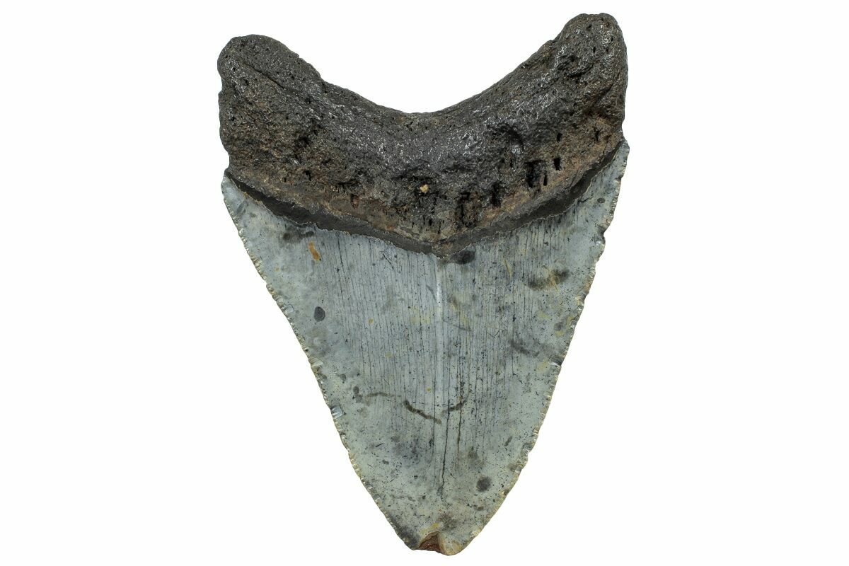 Serrated, 3.98" Fossil Megalodon Tooth - North Carolina (#298882) For ...