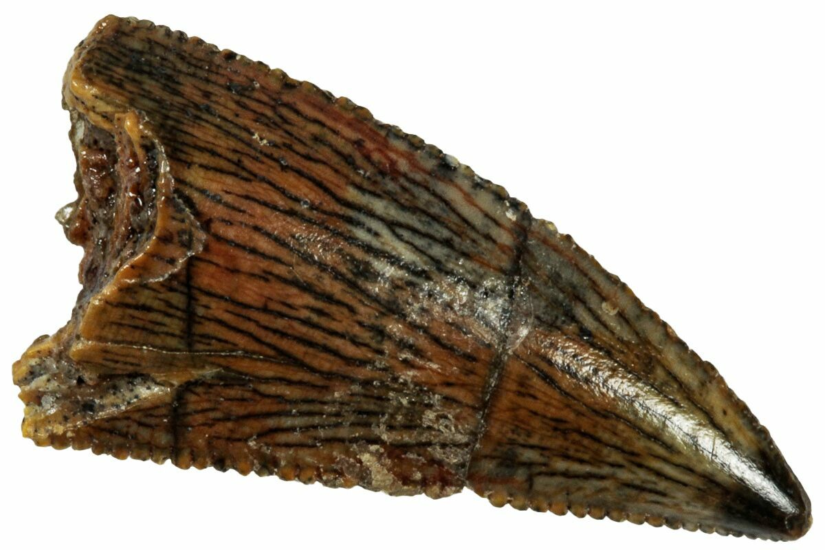 Serrated .64" Raptor Tooth - Real Dinosaur Tooth (#297573) For Sale ...