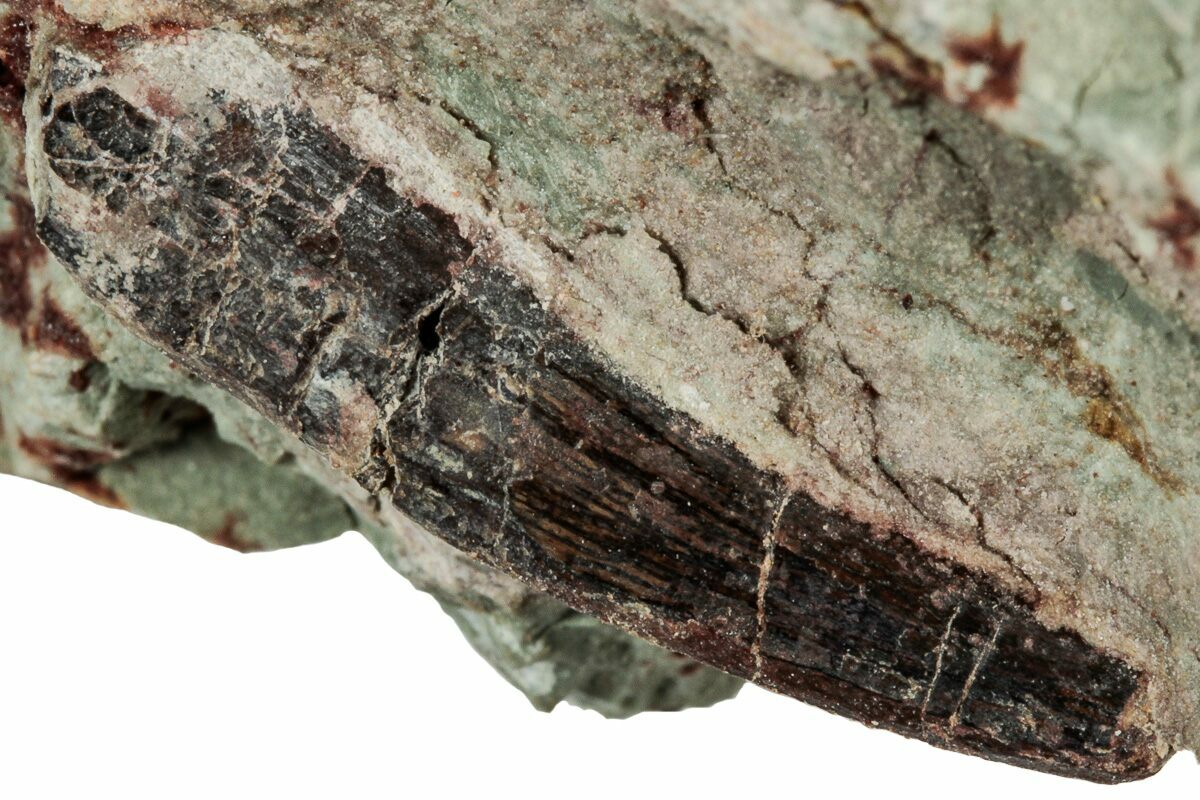 .92" Baby Spinosaurus Tooth In Situ - Dekkar Formation, Morocco ...