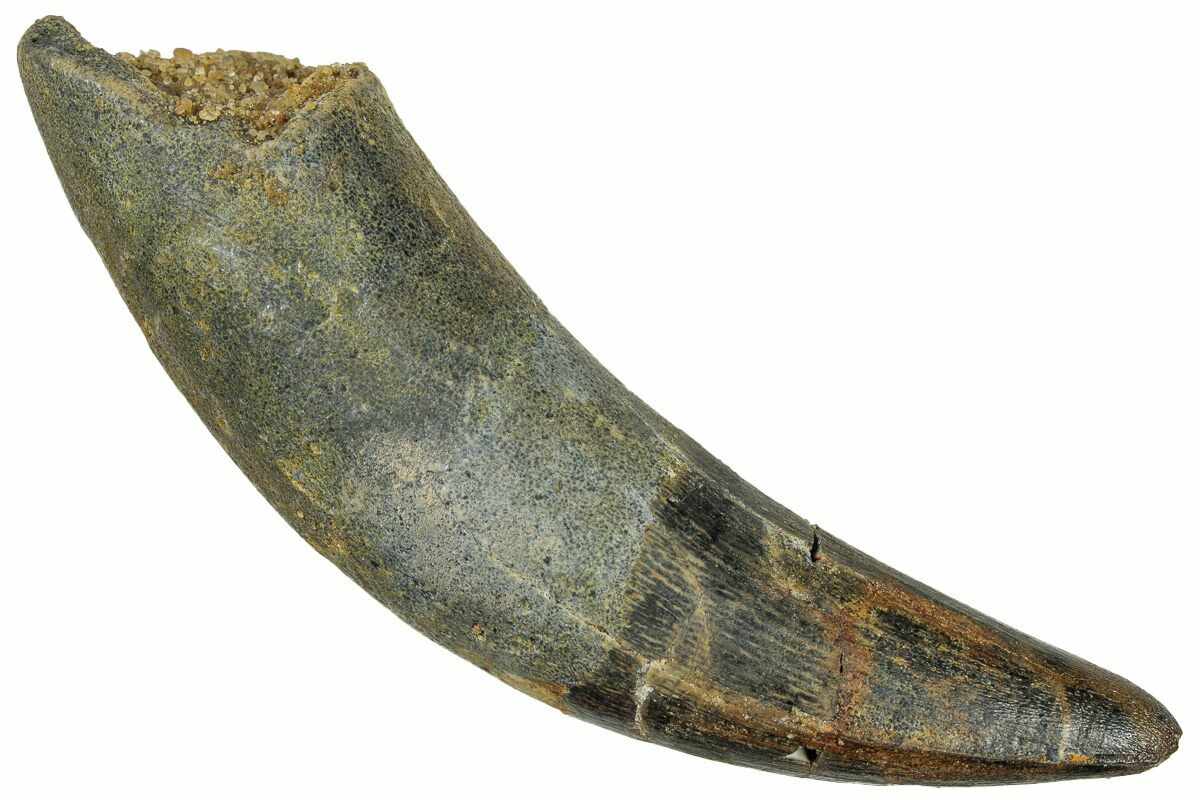 2.95" Cretaceous Fossil Crocodylomorph Tooth - Partial Root! (#299219 ...