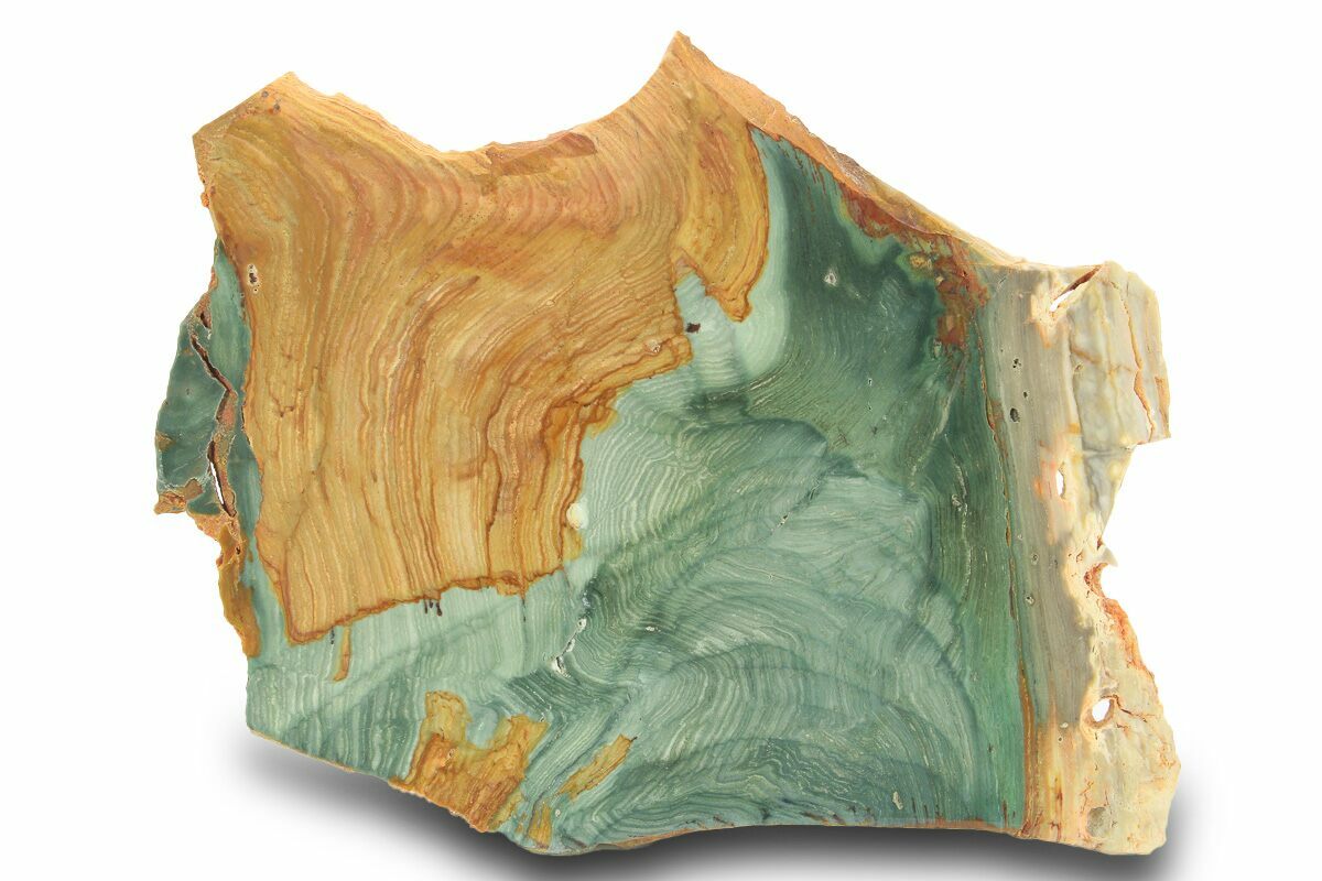 7" Gary Green Jasper (Larsonite) Bog Wood Slab - Oregon (#299316) For ...