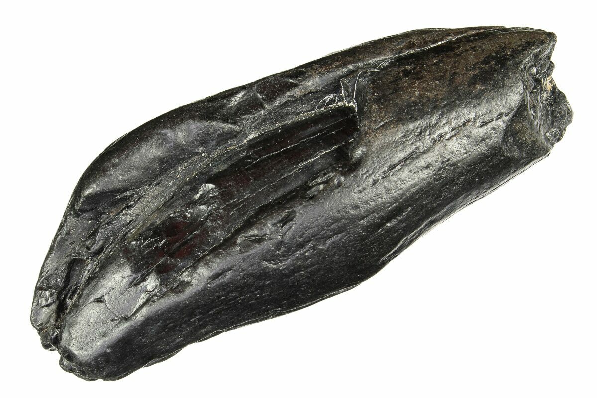 4.2" Fossil Sperm Whale (Scaldicetus) Tooth - South Carolina (#299376 ...