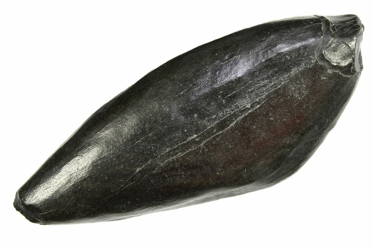 3.4" Fossil Sperm Whale (Scaldicetus) Tooth - South Carolina (#299385 ...