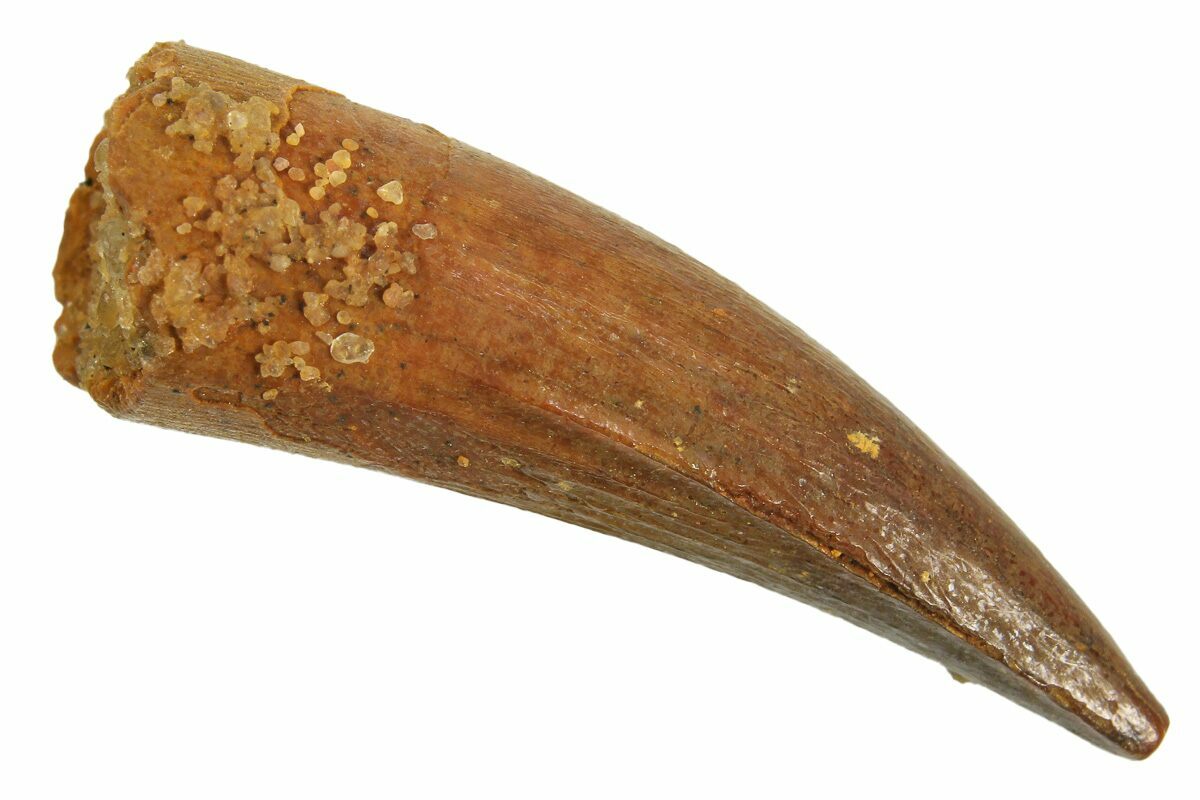 .99" Juvenile Fossil Spinosaurus Tooth - Real Dinosaur Tooth (#296916 ...