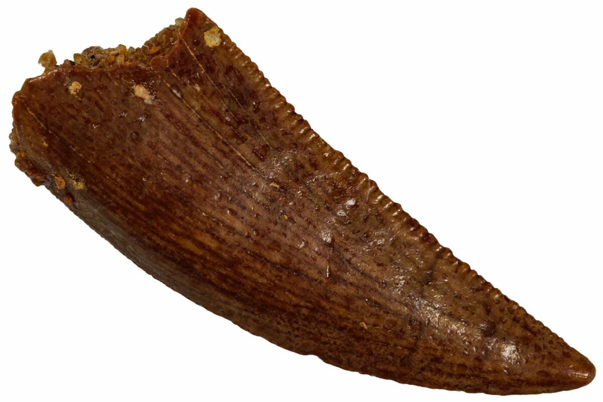 Serrated, .79" Raptor Tooth - Real Dinosaur Tooth (#296180) For Sale ...