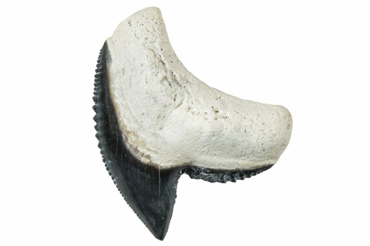 .99" Fossil Tiger Shark (Galeocerdo) Tooth - Bone Valley, Florida ...