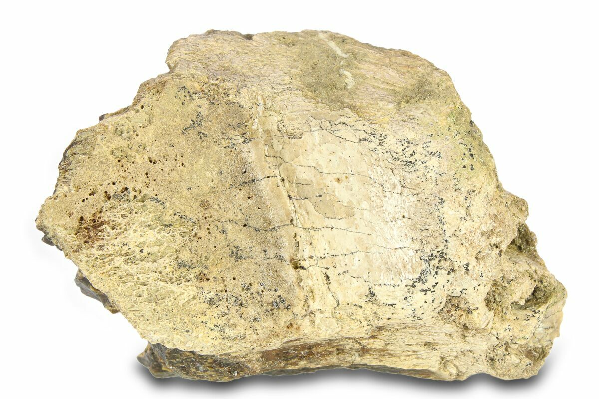 1.9" Fossil Tyrannosaur (T-Rex) Bone Section - Wyoming (#299760) For ...