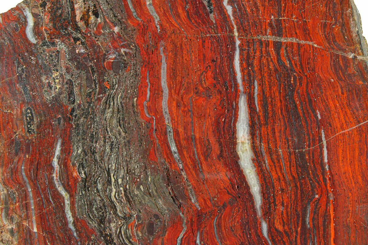 6.9" Polished Stromatolite (Collenia) Slab - Minnesota (#299832) For ...