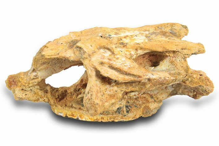4.9" Fossil Bony Fish (Palaeonotopterus) Skull w/ Mouth Plate -Morocco ...