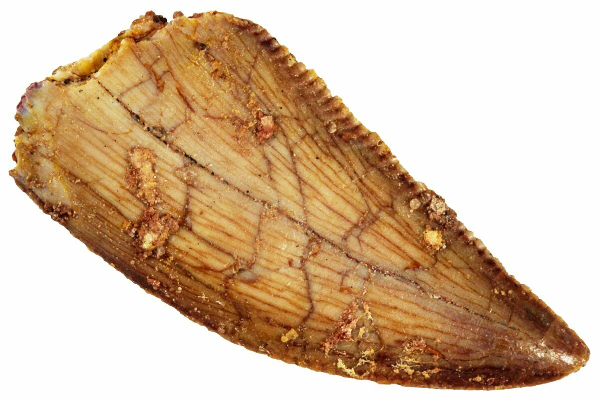 Serrated, .72" Raptor Tooth - Real Dinosaur Tooth (#296210) For Sale ...