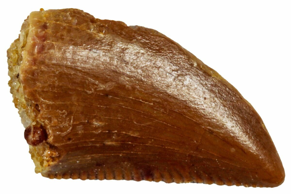 Serrated .35" Raptor Tooth - Real Dinosaur Tooth (#299655) For Sale ...