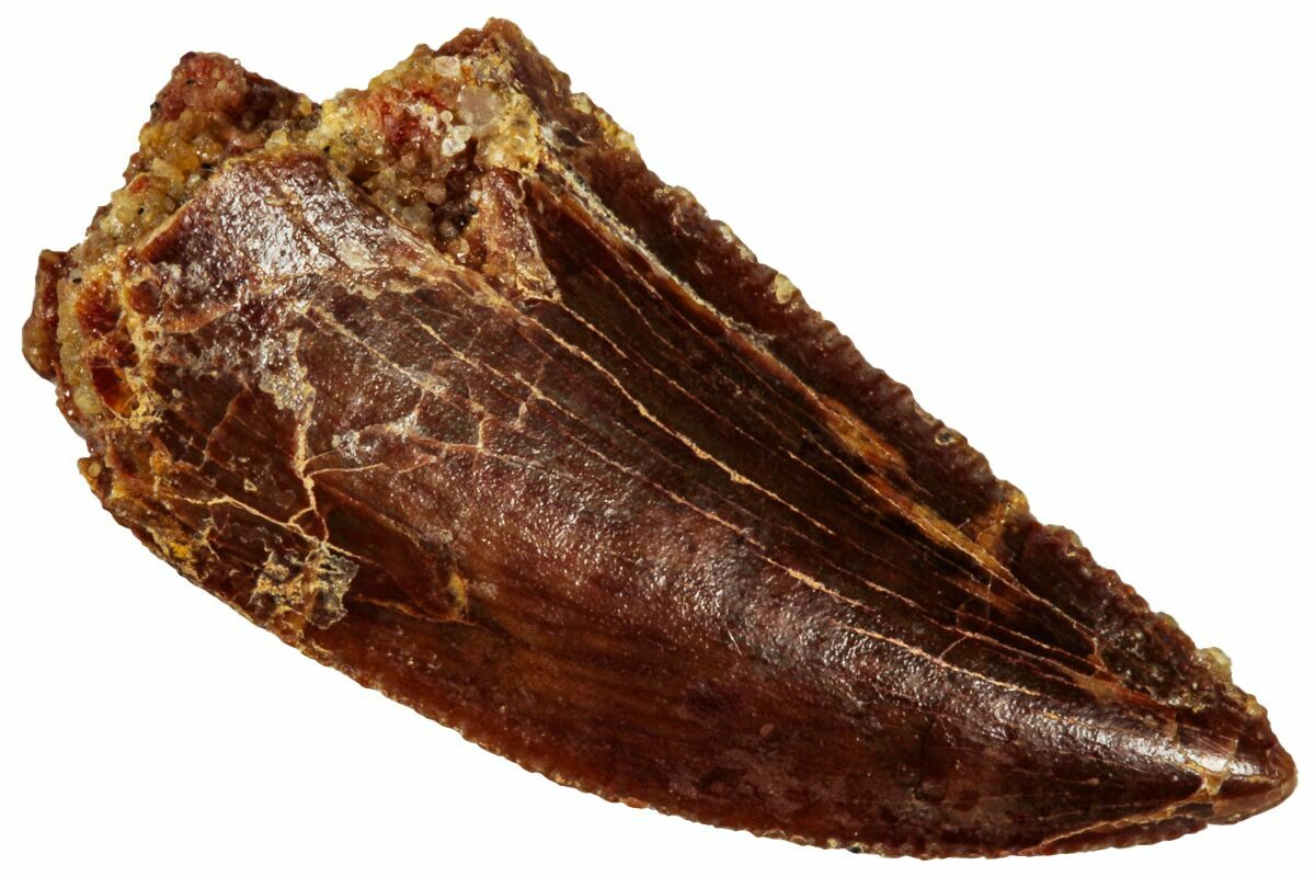 Serrated .72" Raptor Tooth - Real Dinosaur Tooth (#299663) For Sale ...