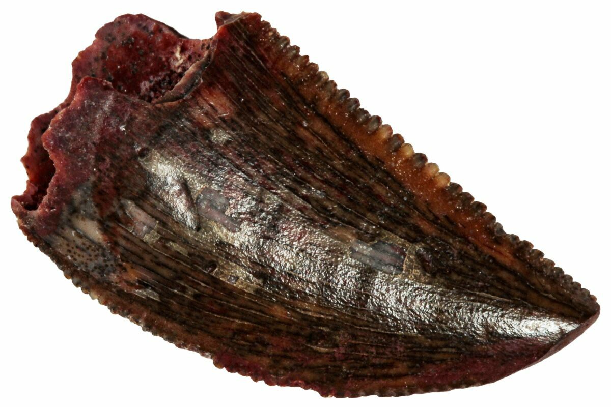 Serrated .56" Raptor Tooth - Real Dinosaur Tooth (#299705) For Sale ...