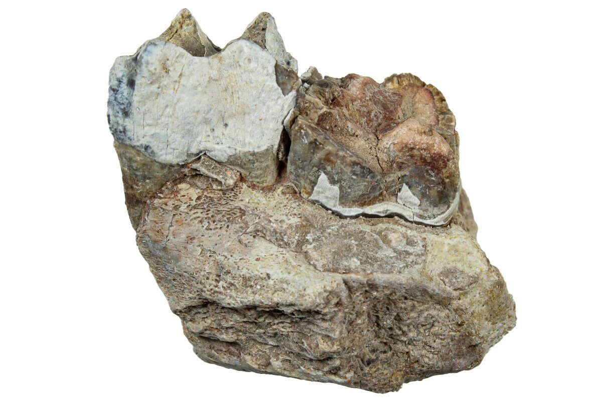 1.6" Fossil Running Rhino (Hyracodon) Jaw Section - South Dakota ...