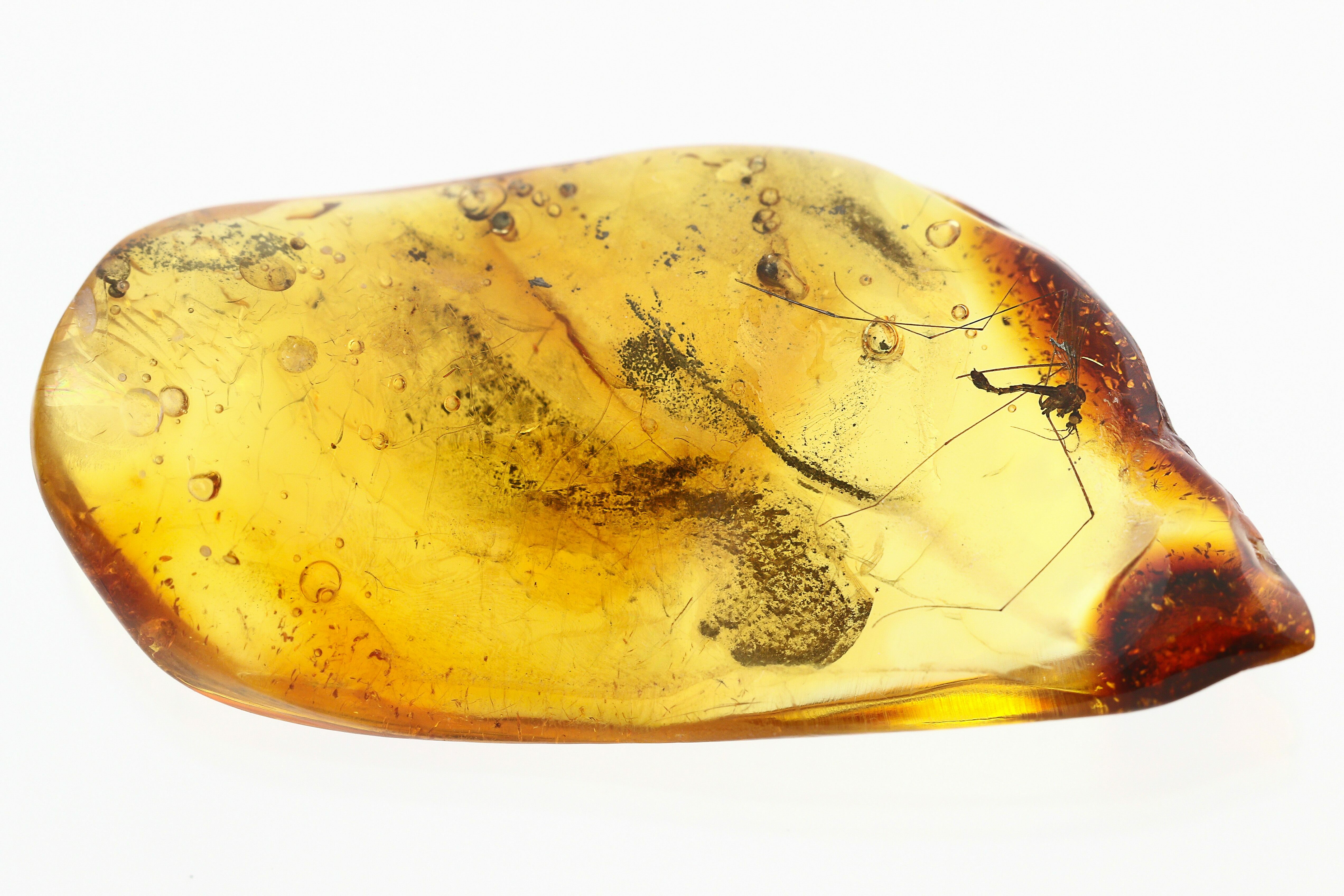 Detailed Fossil Crane Fly (Limoniidae) In Baltic Amber (#300683) For ...