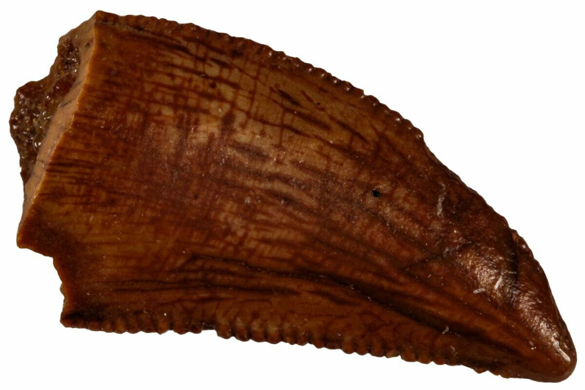 Serrated .58" Raptor Tooth - Real Dinosaur Tooth (#300867) For Sale ...