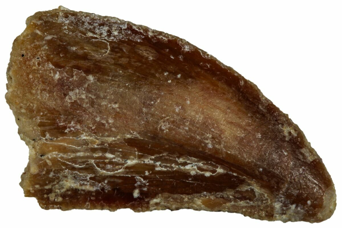 Serrated .6" Raptor Tooth - Real Dinosaur Tooth (#300904) For Sale ...