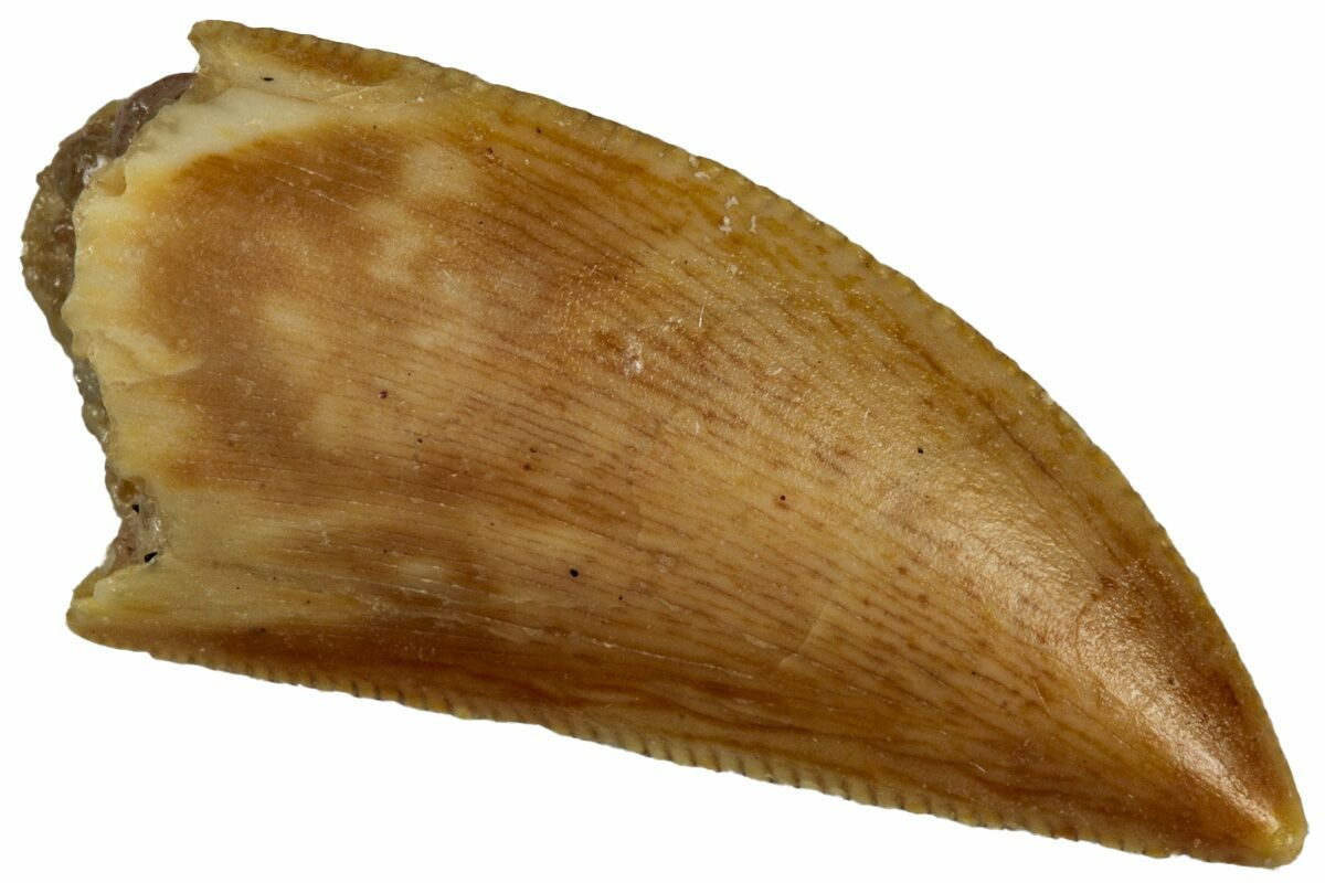 Serrated .77" Raptor Tooth - Real Dinosaur Tooth (#300941) For Sale ...
