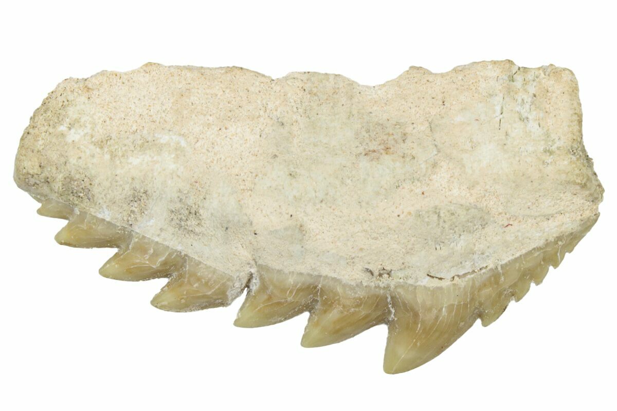 Bargain, 1.72" Fossil Cow Shark (Hexanchus) Tooth - Morocco (#115828 ...