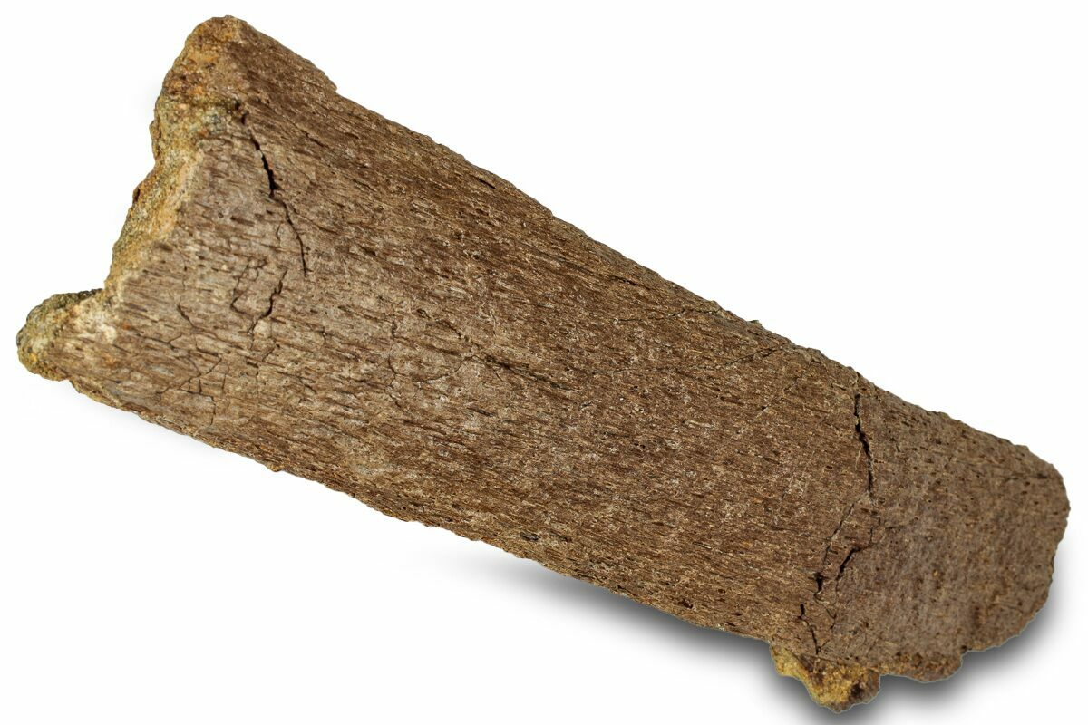 6.4" Hadrosaur (Edmontosaurus) Rib Bone - Wyoming (#301792) For Sale ...