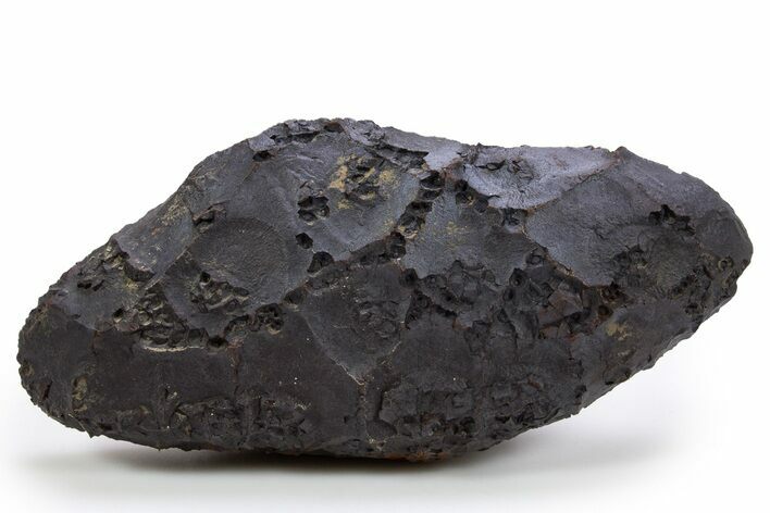 5" Dragon Scale Stone (Iron, Manganese, Siderite Nodule) (#302321) For ...