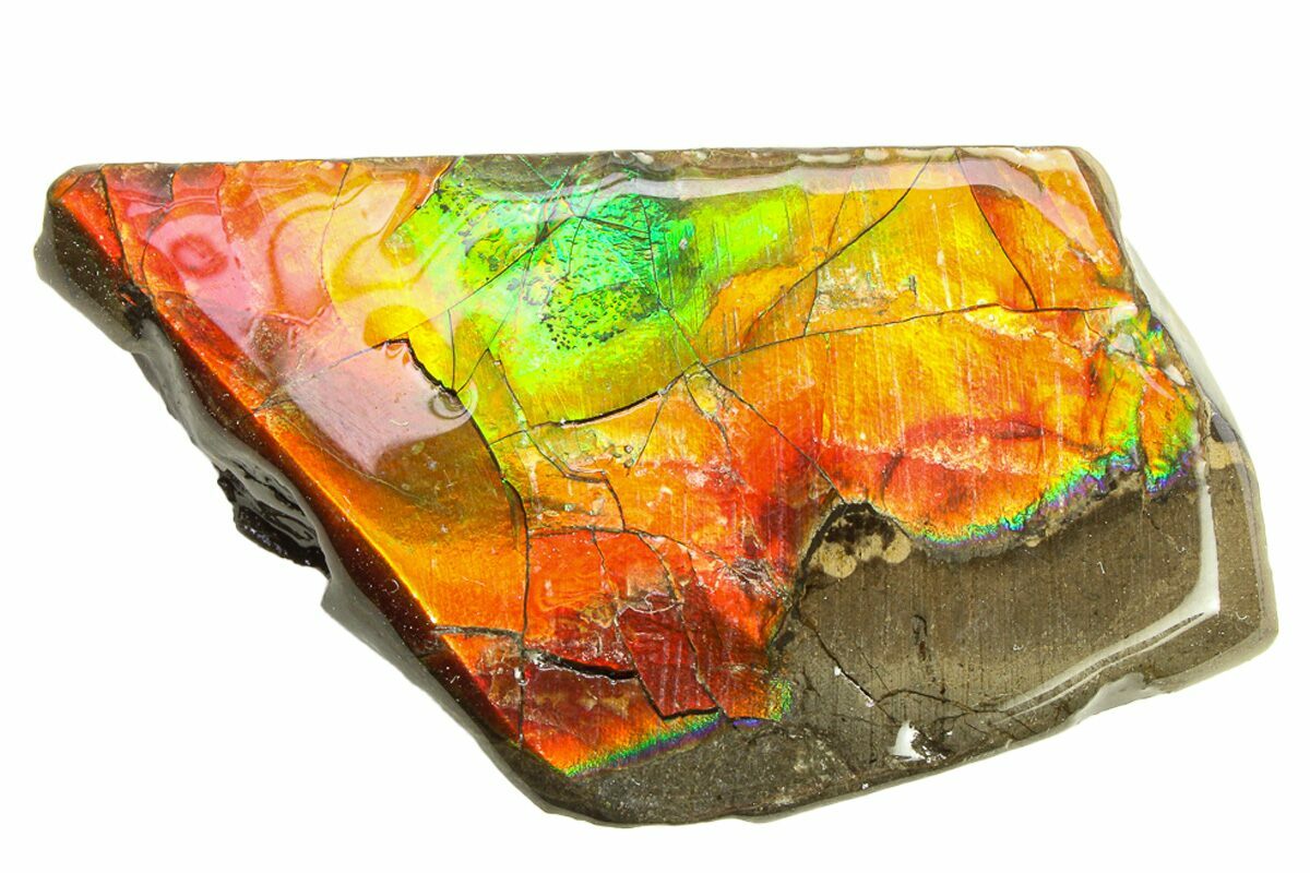 1.8" Iridescent Ammolite (Fossil Ammonite Shell) - Alberta, Canada ...