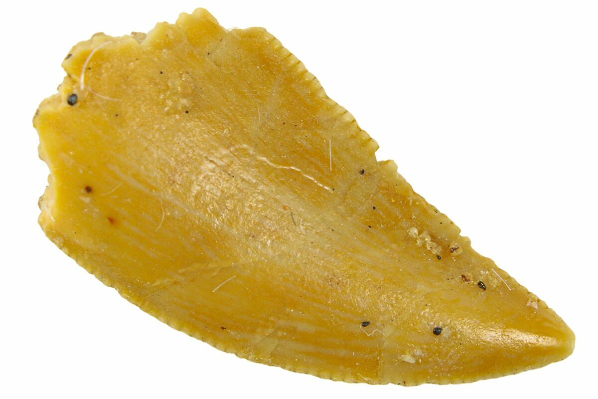 Serrated .51" Raptor Tooth - Real Dinosaur Tooth (#300844) For Sale ...