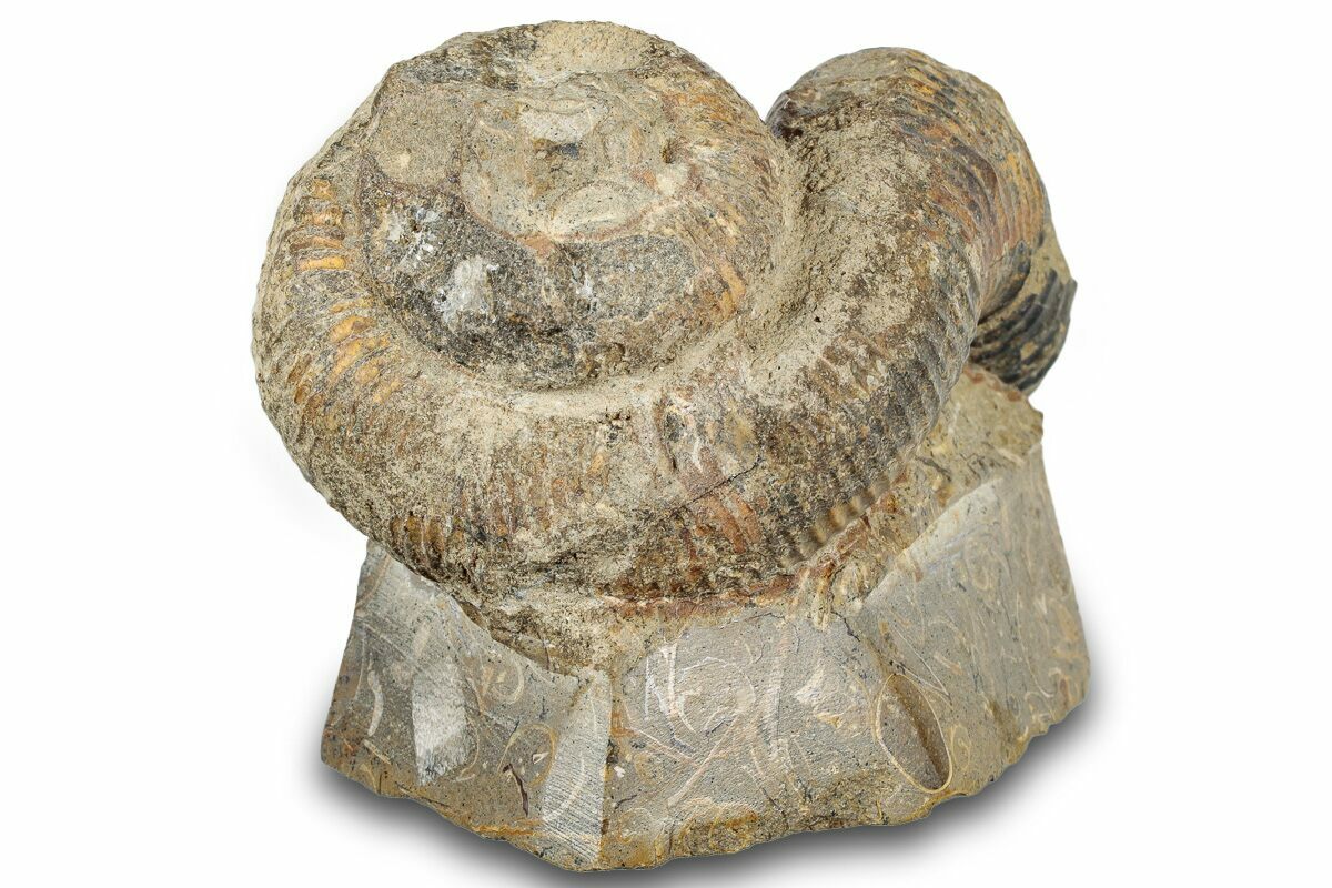 3.5" Fossil Heteromorph (Nostoceras) Ammonite - Madagascar (#302676 ...