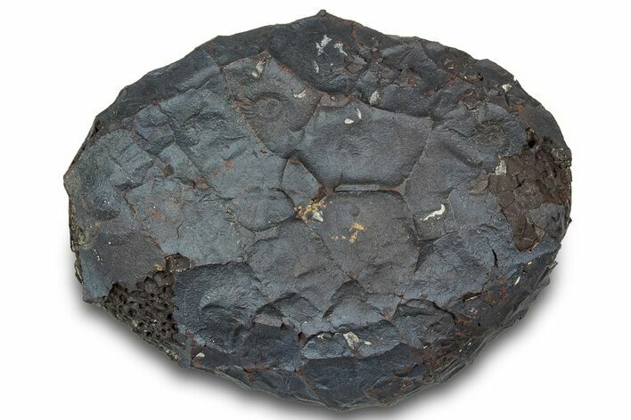 3.1" Dragon Scale Stone (Iron, Manganese, Siderite Nodule) (#302344 ...