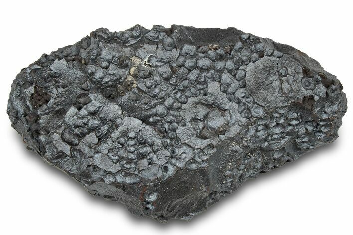 3.3" Dragon Scale Stone (Iron, Manganese, Siderite Nodule) (#302345 ...