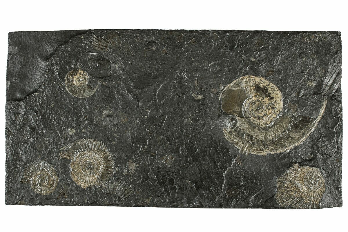 6.4" Fossil Ammonite Cluster - Posidonia Shale, Germany (#304969) For ...
