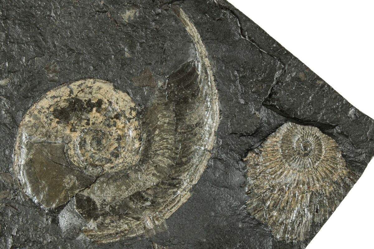 6.4" Fossil Ammonite Cluster - Posidonia Shale, Germany (#304969) For ...
