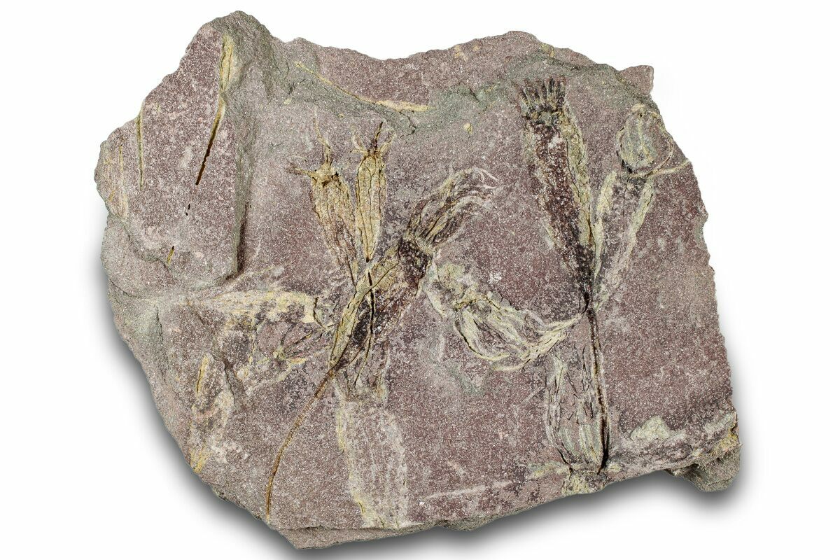 5.6" Eocrinoid (Ascocystites) Mortality Plate - Ordovician (#305122 ...