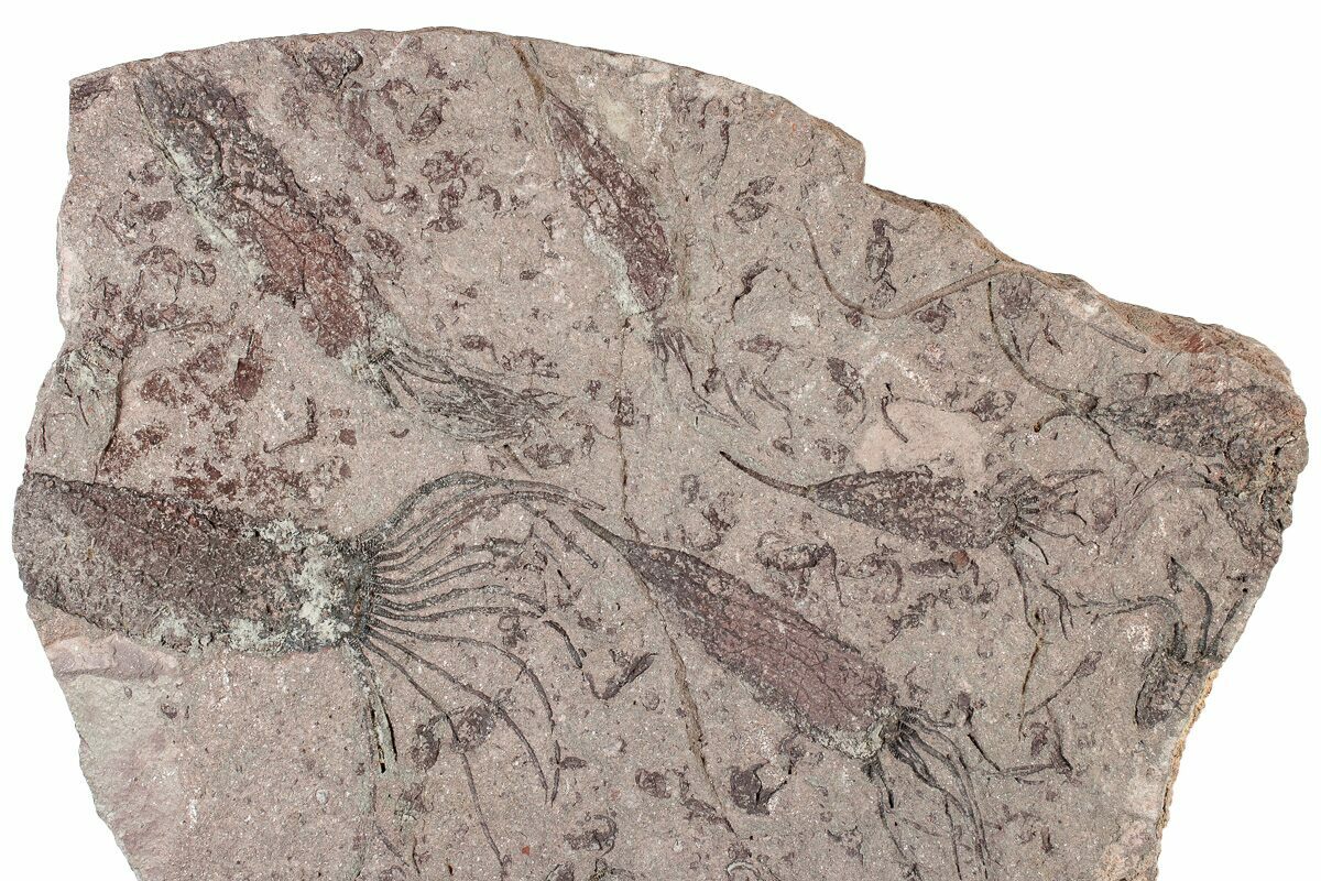 9.6" Ordovician Echinoderm Plate (Eocrinoids & Brittle Star) - Morocco ...