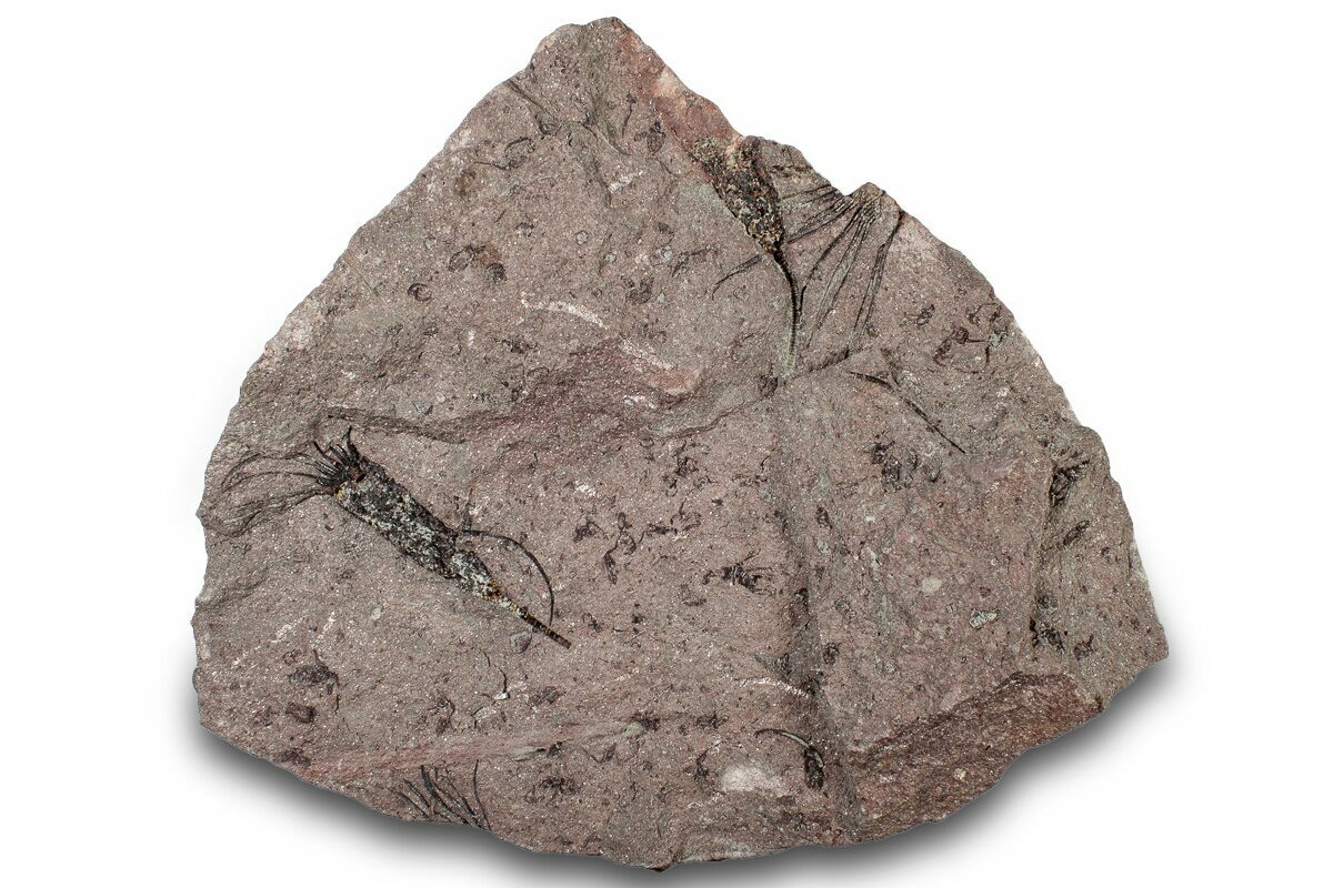 9.6" Ordovician Echinoderm Plate (Eocrinoids & Brittle Star) - Morocco ...