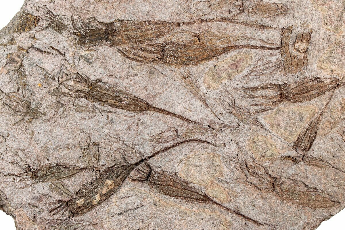 7.6" Eocrinoid (Ascocystites) Mortality Plate - Ordovician (#305161 ...