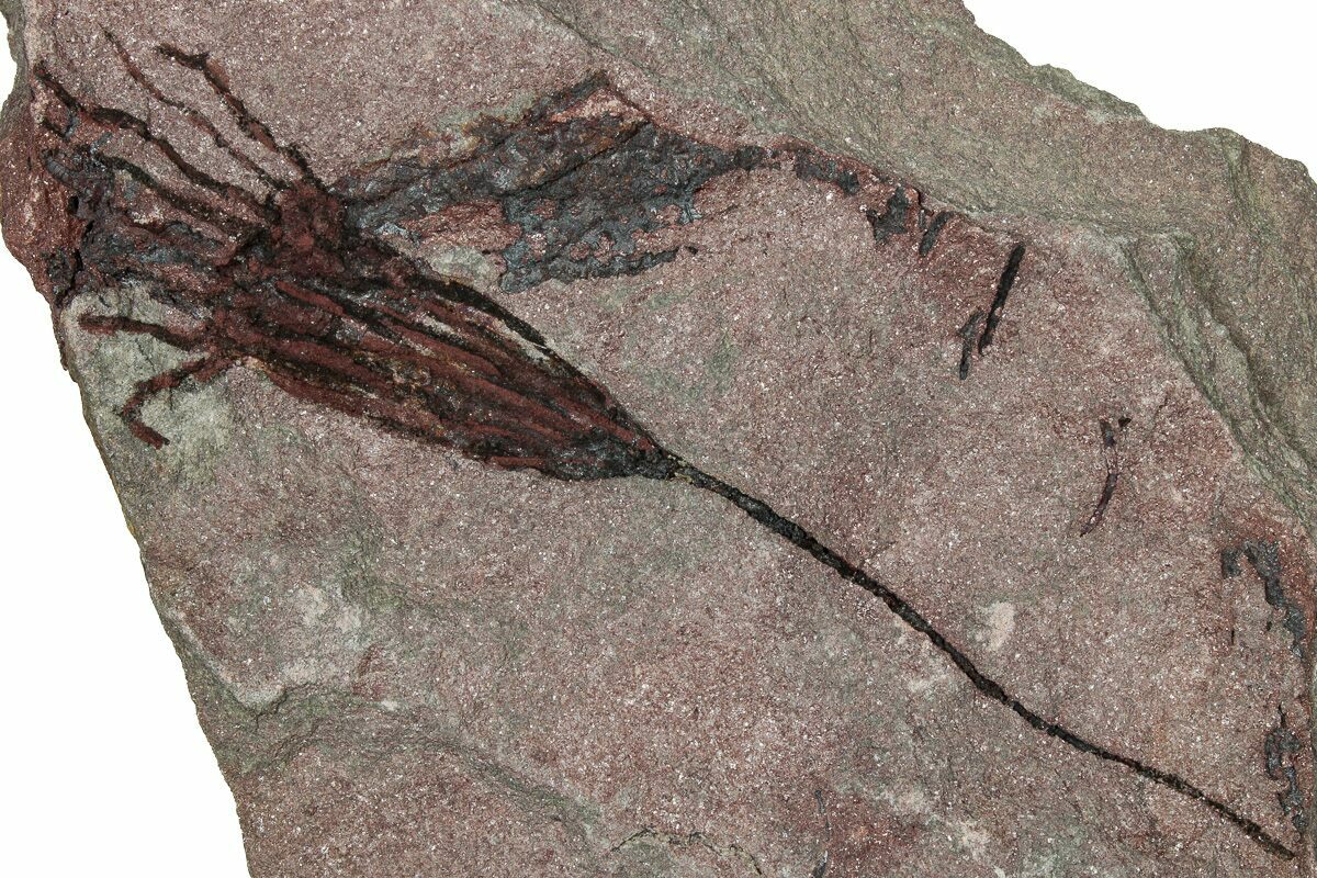 4" Fossil Eocrinoid (Ascocystites) - El Kaid Rami, Morocco (#305130 ...