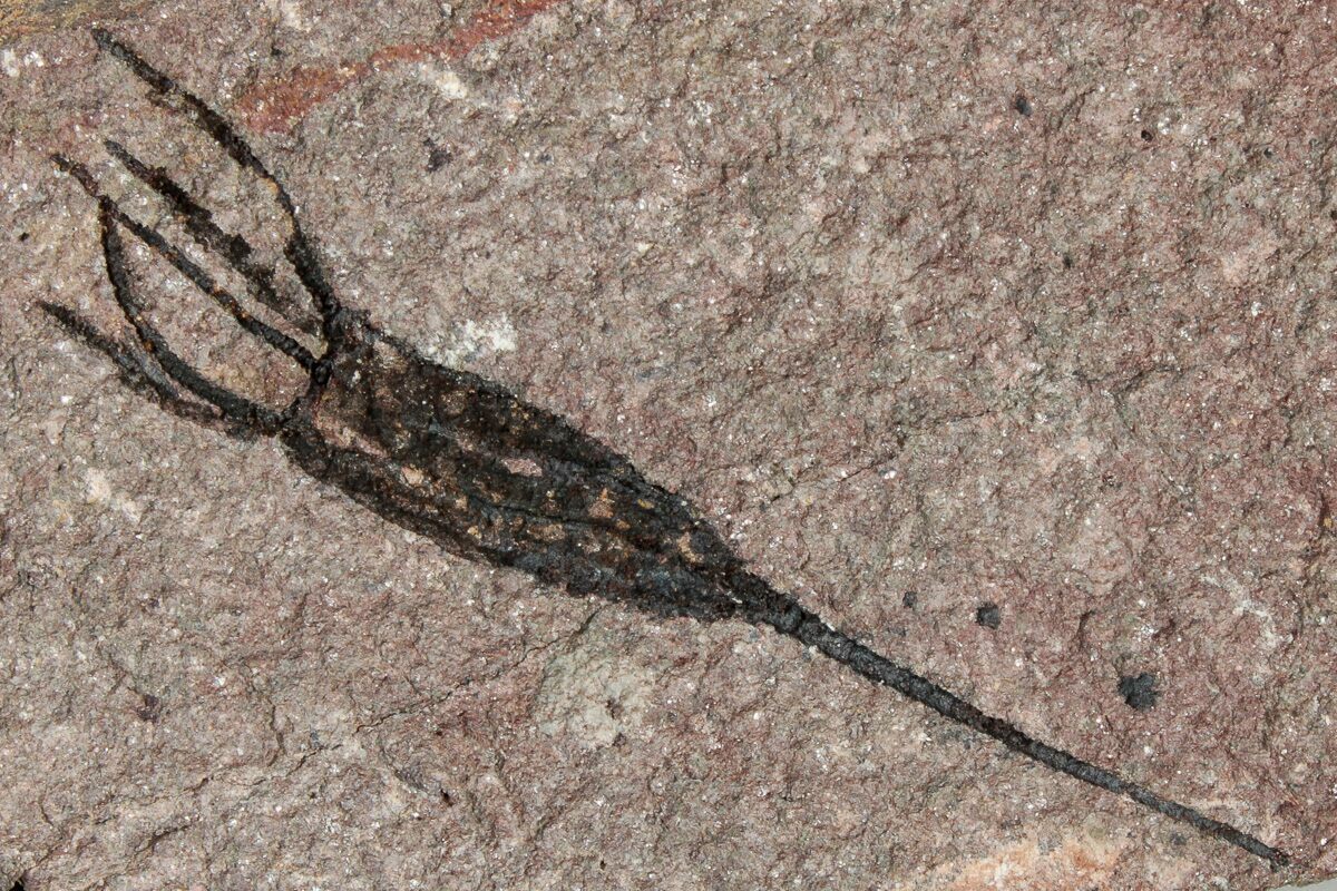 2.1" Fossil Eocrinoid (Ascocystites) - El Kaid Rami, Morocco (#305150 ...