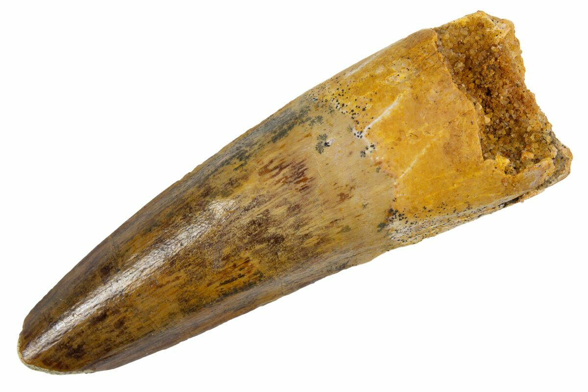 2.00" Fossil Spinosaurus Tooth - Beautiful Enamel! (#305661) For Sale ...