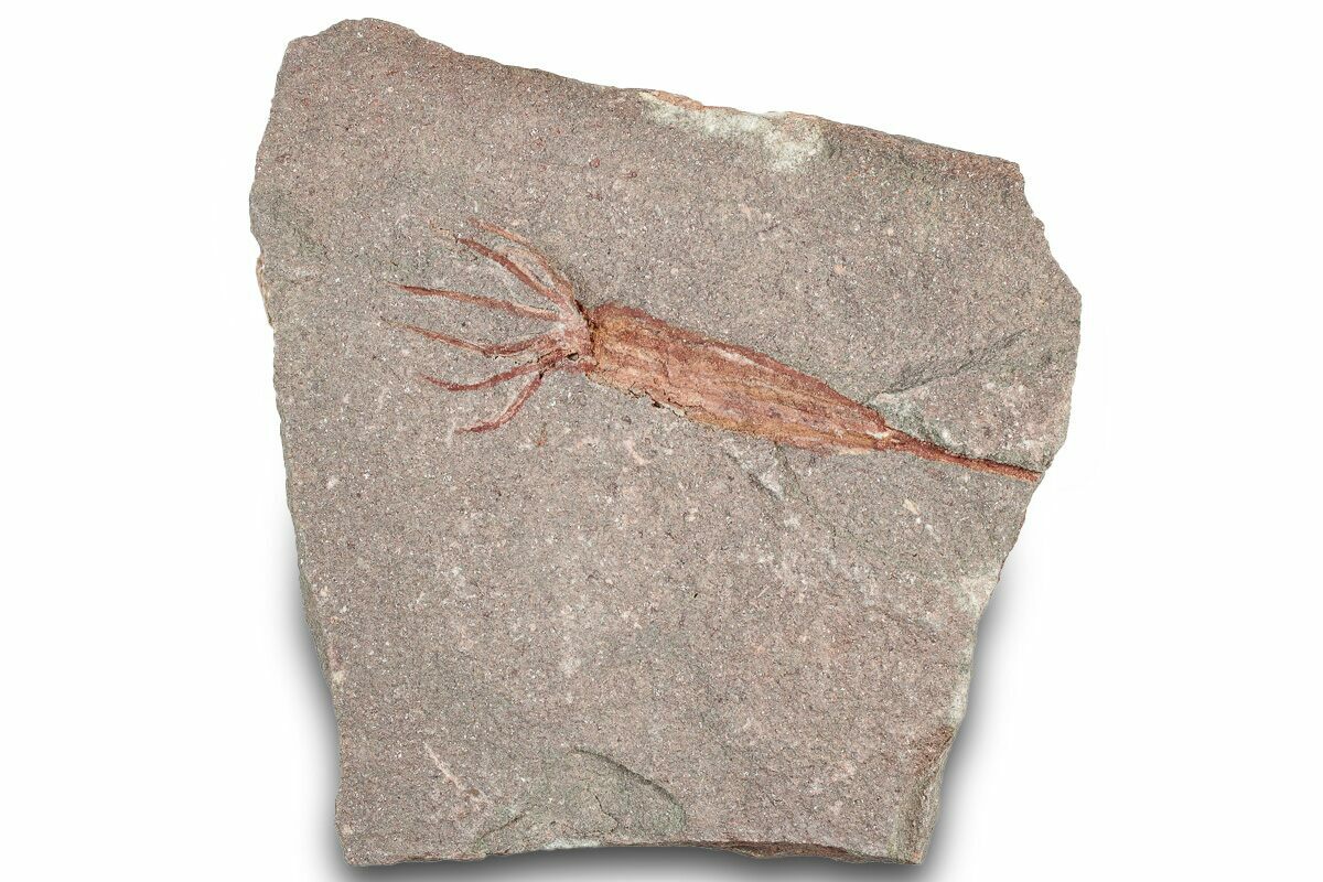 2.5" Fossil Eocrinoid (Ascocystites) - El Kaid Rami, Morocco (#306168 ...