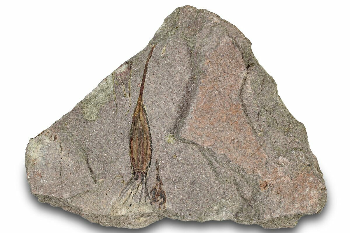 2.45" Fossil Eocrinoid (Ascocystites) - El Kaid Rami, Morocco (#306186 ...