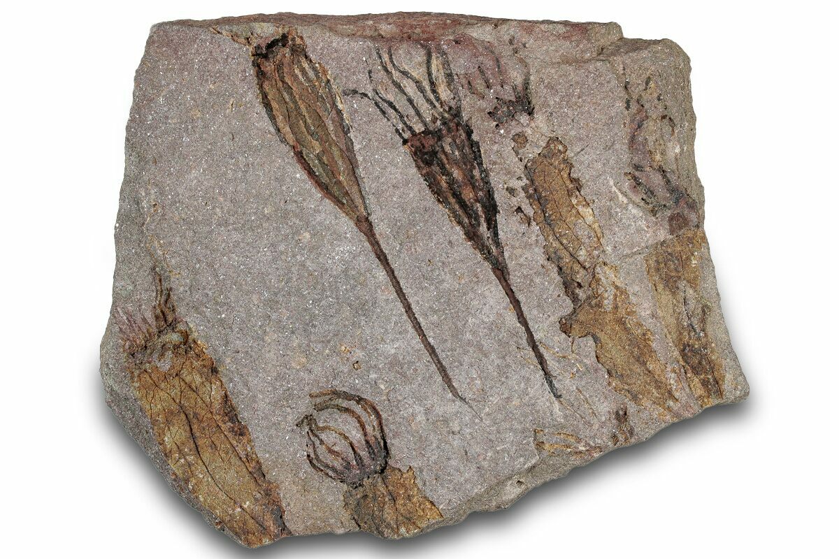 3.95" Eocrinoid (Ascocystites) Mortality Plate - Ordovician (#306191 ...