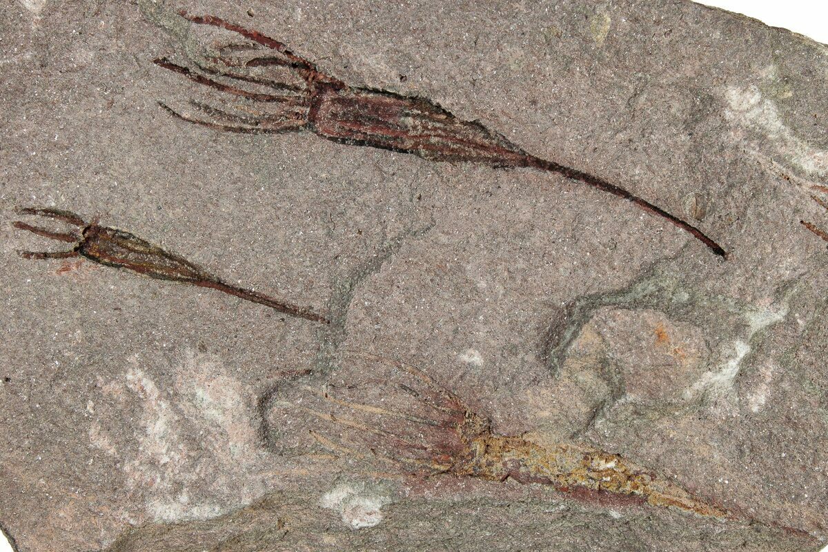 6.15" Eocrinoid (Ascocystites) Mortality Plate - Ordovician (#306192 ...