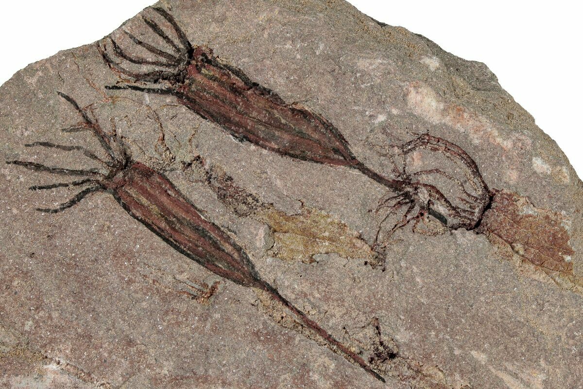 5" Eocrinoid (Ascocystites) Mortality Plate - Ordovician (#306198) For ...