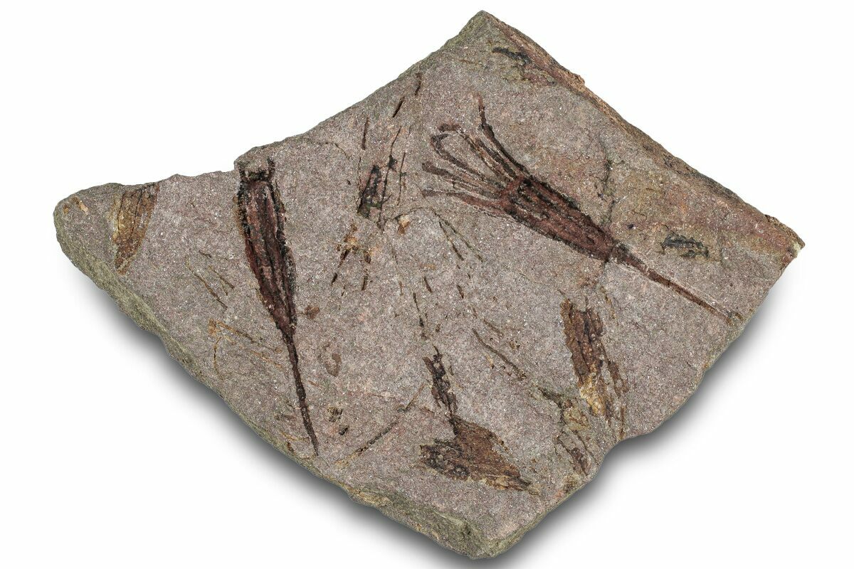 4" Eocrinoid (Ascocystites) Mortality Plate - Ordovician (#306203) For ...