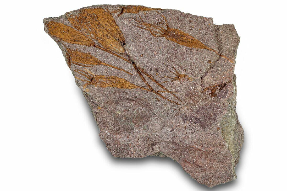 5.1" Eocrinoid (Ascocystites) Mortality Plate - Ordovician (#306209 ...