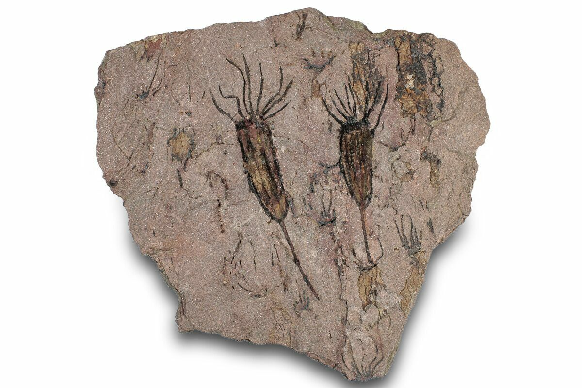 6" Eocrinoid (Ascocystites) Mortality Plate - Ordovician (#306211) For ...