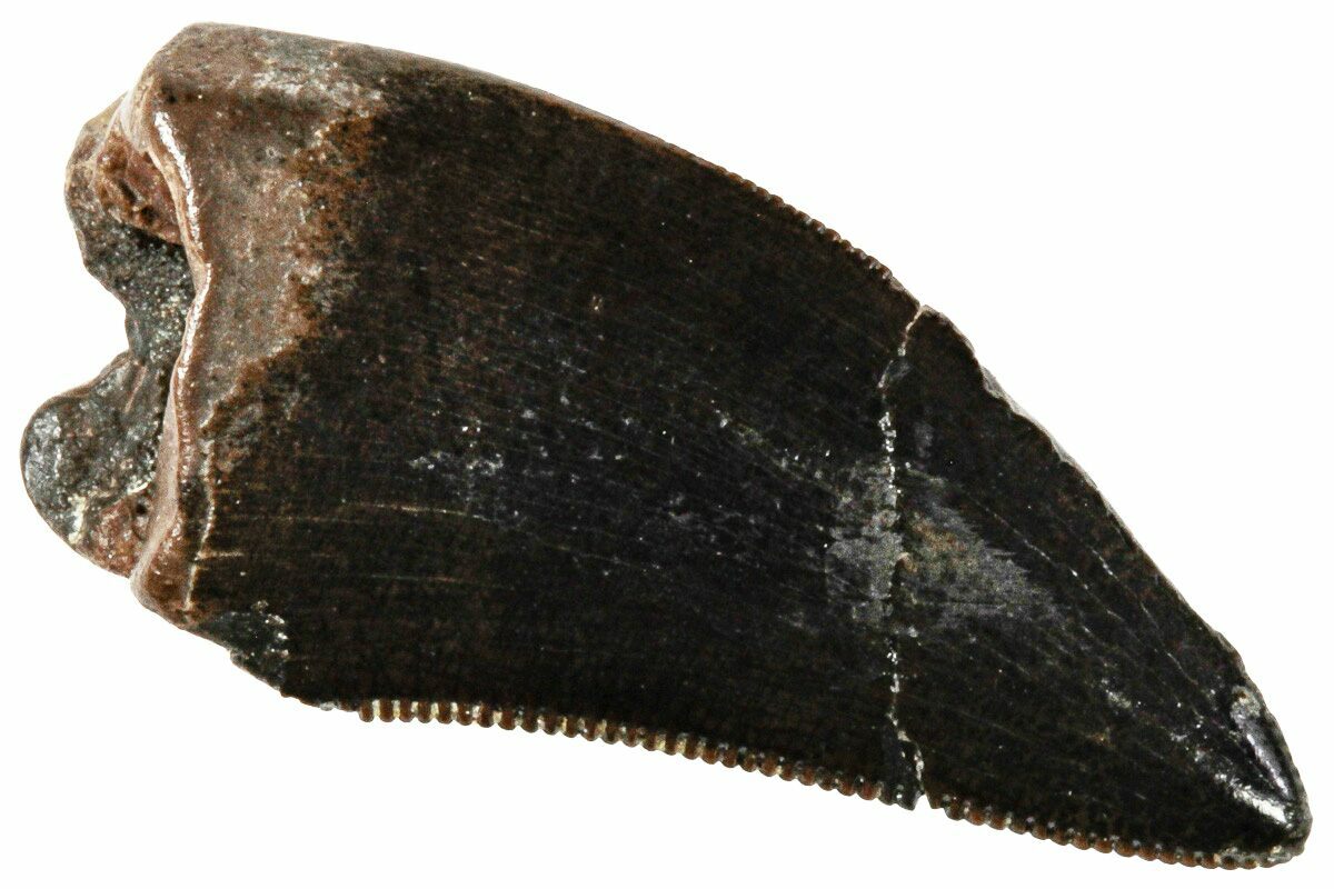 Serrated, .67" Fossil Tyrannosaur (Nanotyrannus?) Tooth - Montana ...