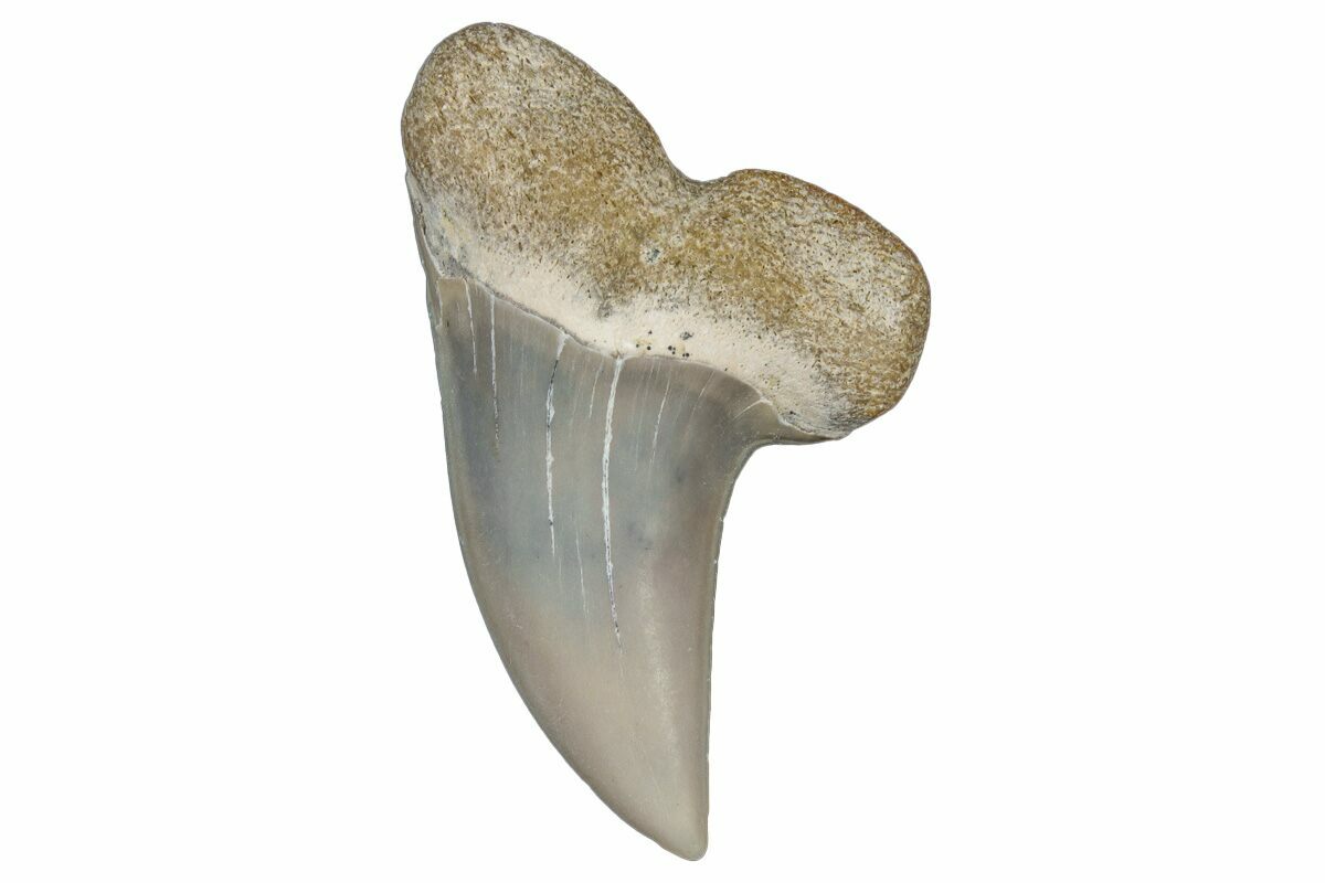 1.41" Fossil Shark Tooth (Carcharodon planus) - Bakersfield, CA ...